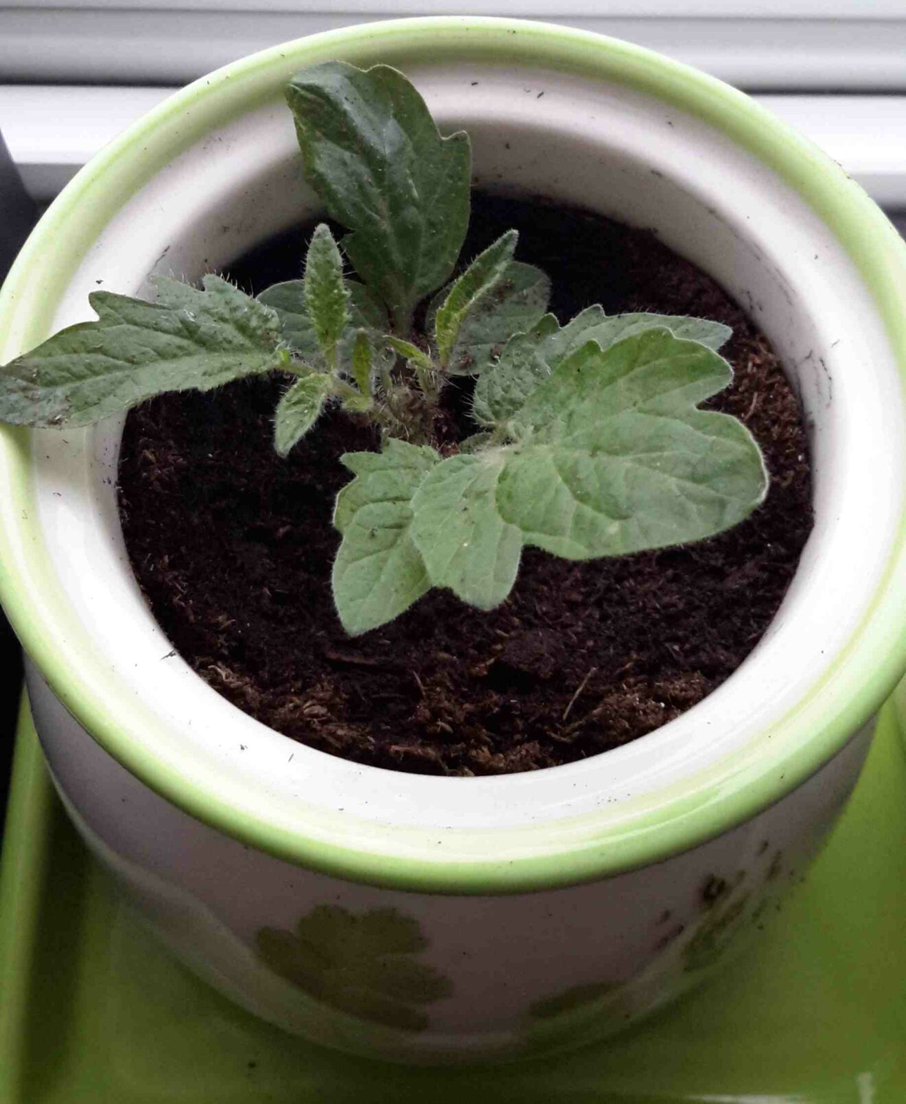 Planter des tomates en pots en 8 étapes à la maison